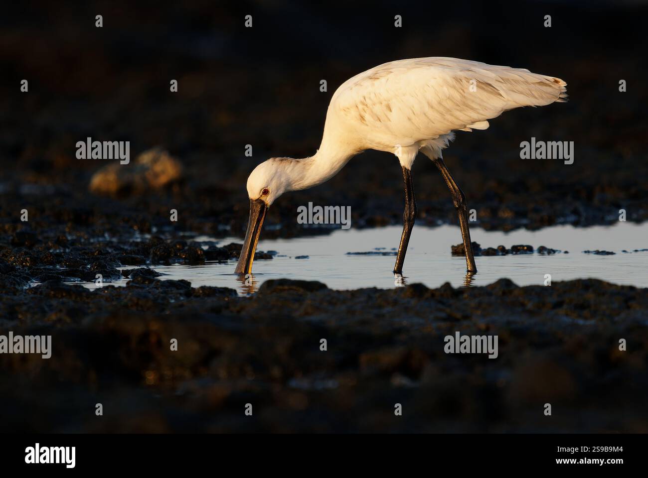 Eurasian or Common spoonbill Platalea leucorodia wading bird of ibis ...