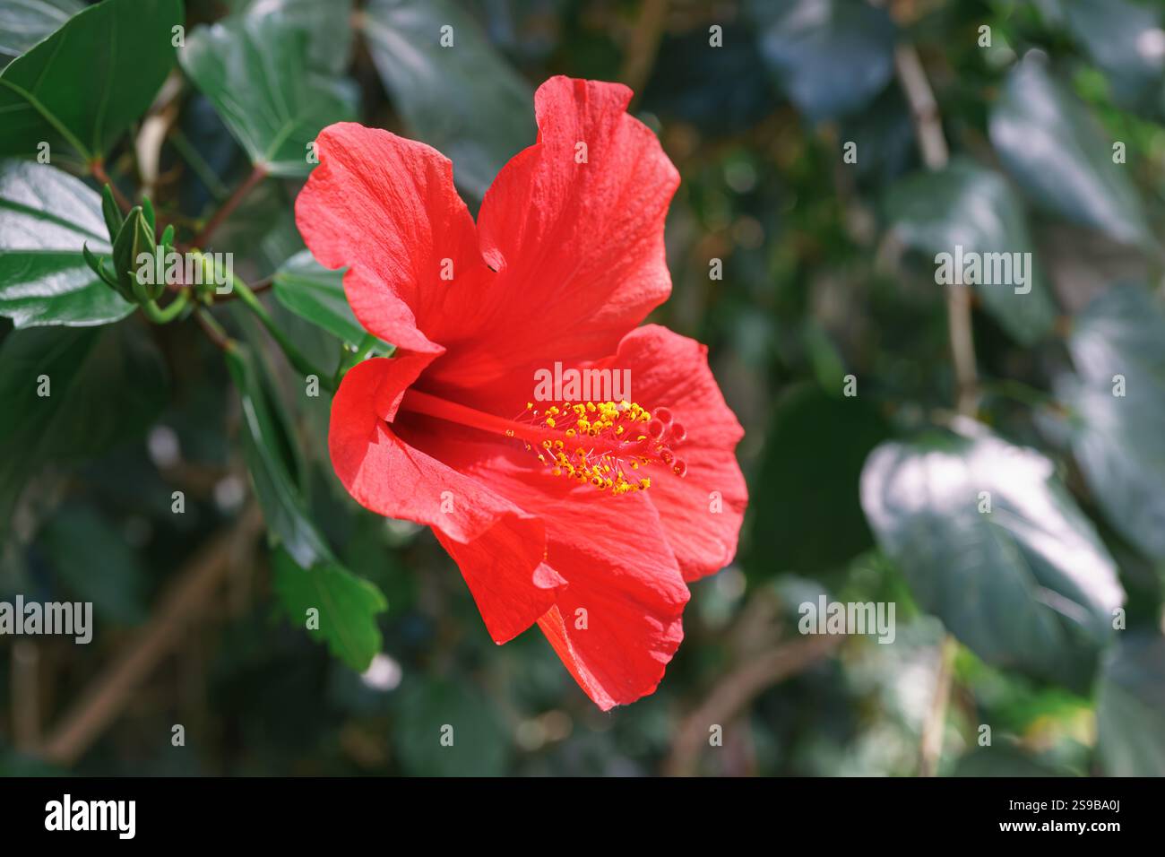 Tropical flowering Hibiscus rosa sinensis, Chinese hibiscus, China rose ...