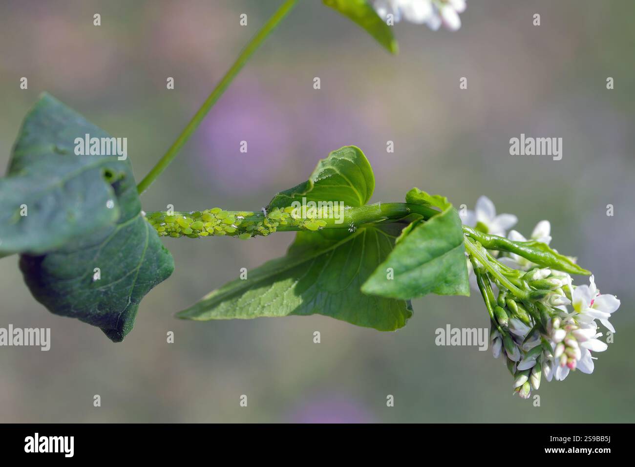 Green aphids on a buckwheat plant in a crop field. A colony of wingless ...