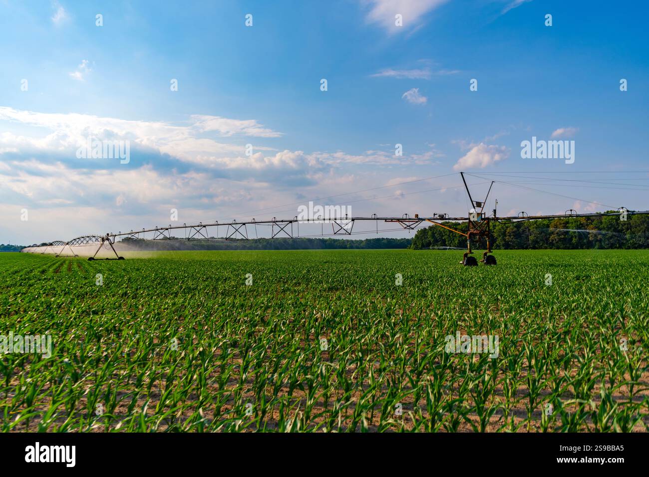 Agriculture and farming. Irrigation system watering agricultural field ...
