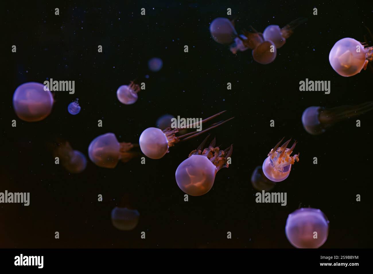 Group of jellyfish floating underwater aquarium pool illuminated with ...