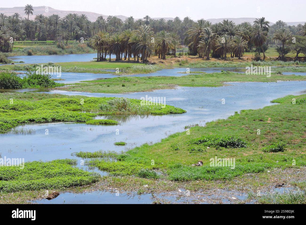 The Nile in its glory. One of the side arms. The water brings life ...