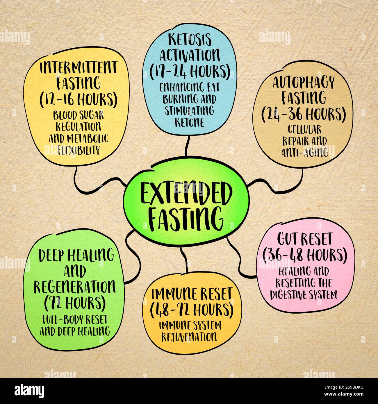 Extended fasting - stages and health benefits. Mind map infographics ...