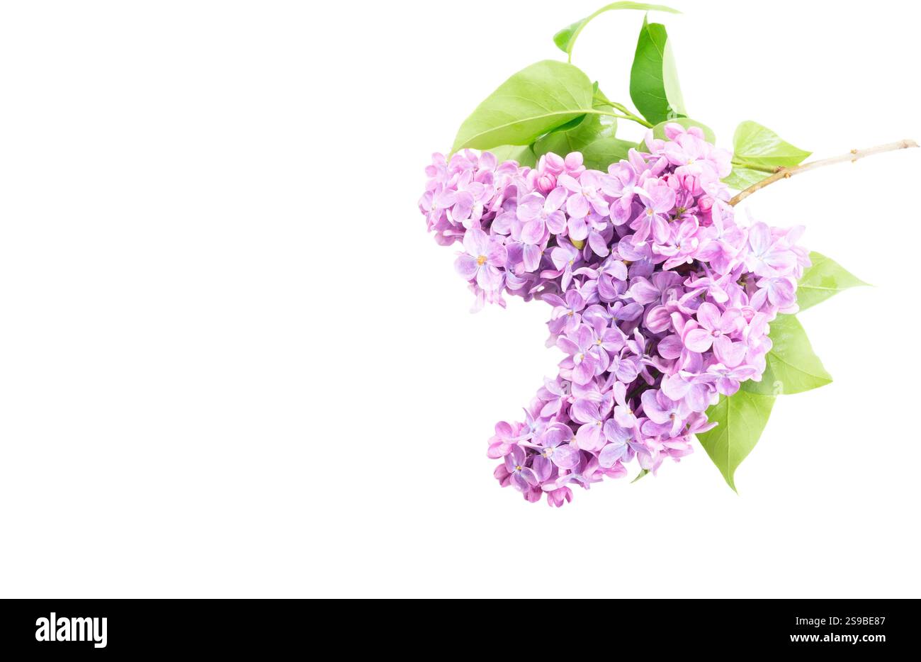 Bunch of fresh lilac Stock Photo - Alamy