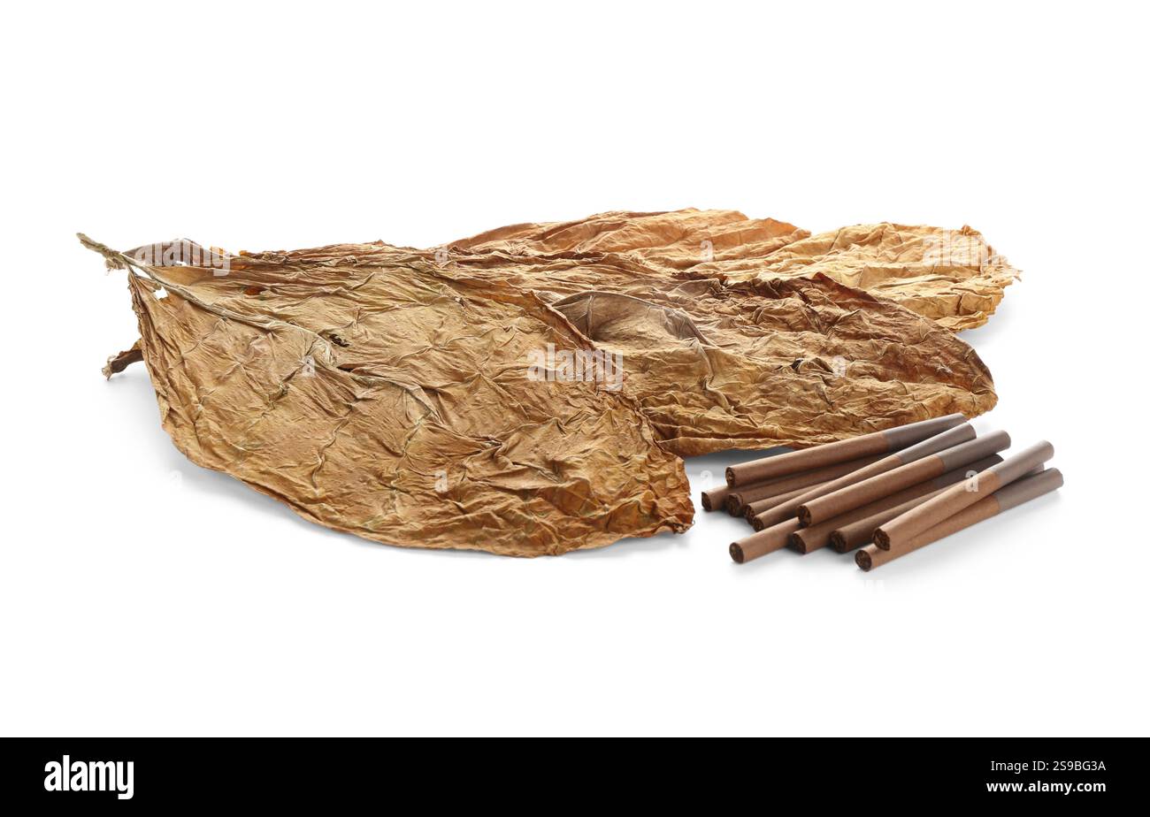 Dried tobacco leaf and cigarettes isolated on white Stock Photo - Alamy