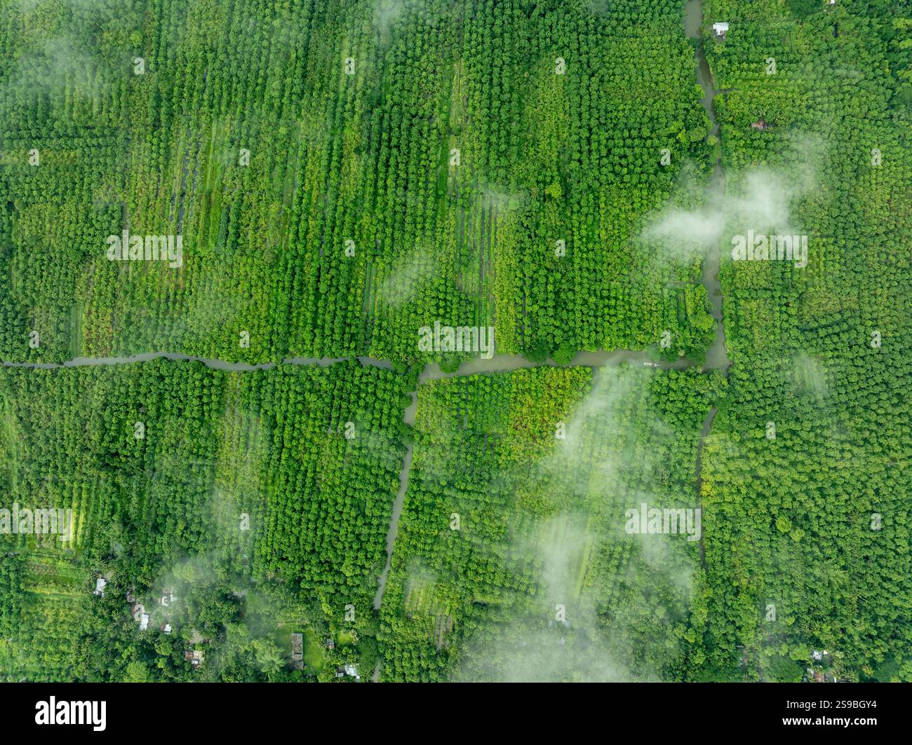 Guava farming aerial view hi-res stock photography and images - Alamy