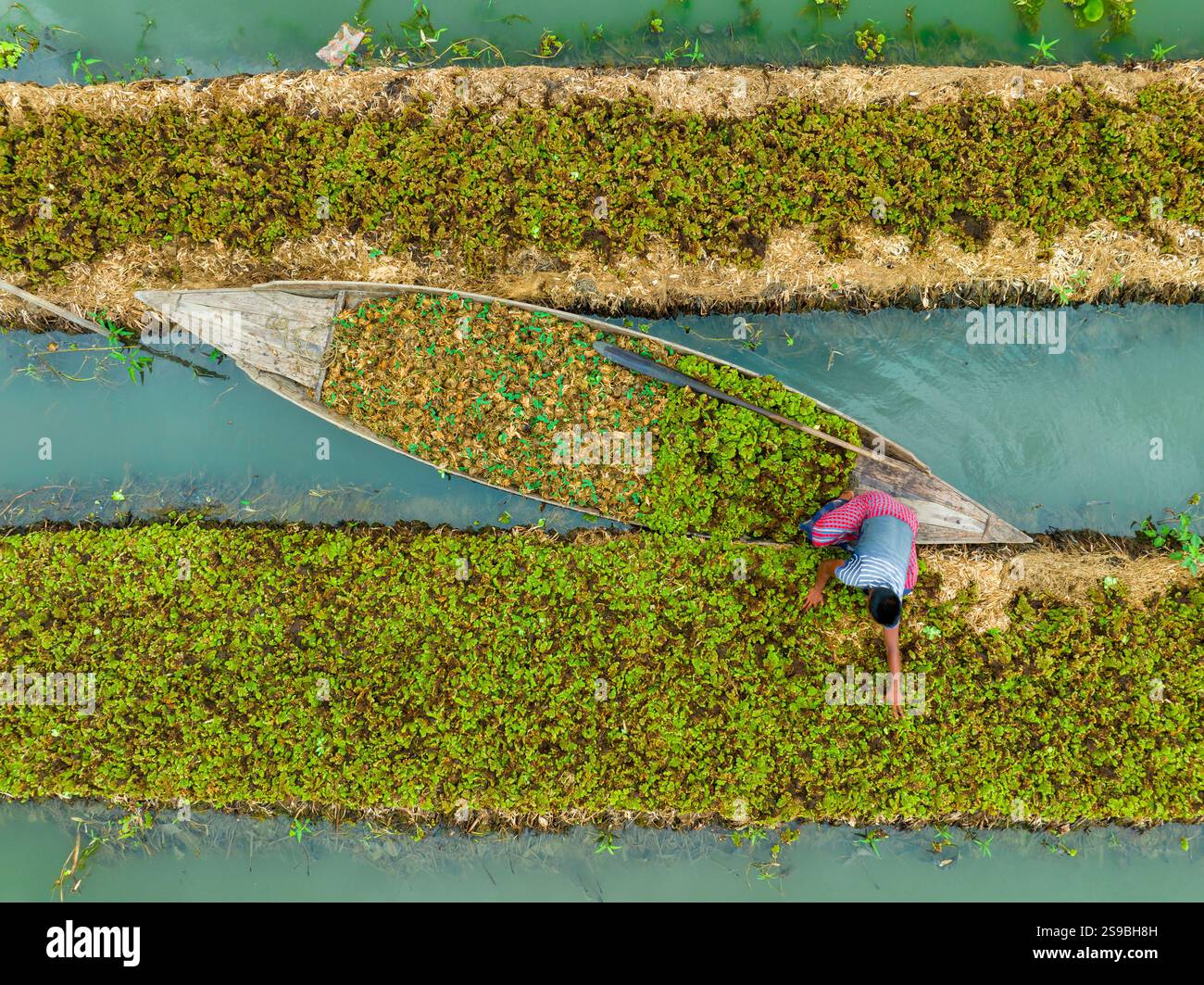 Aerial view of traditional floating garden of vegetable, navigating the ...