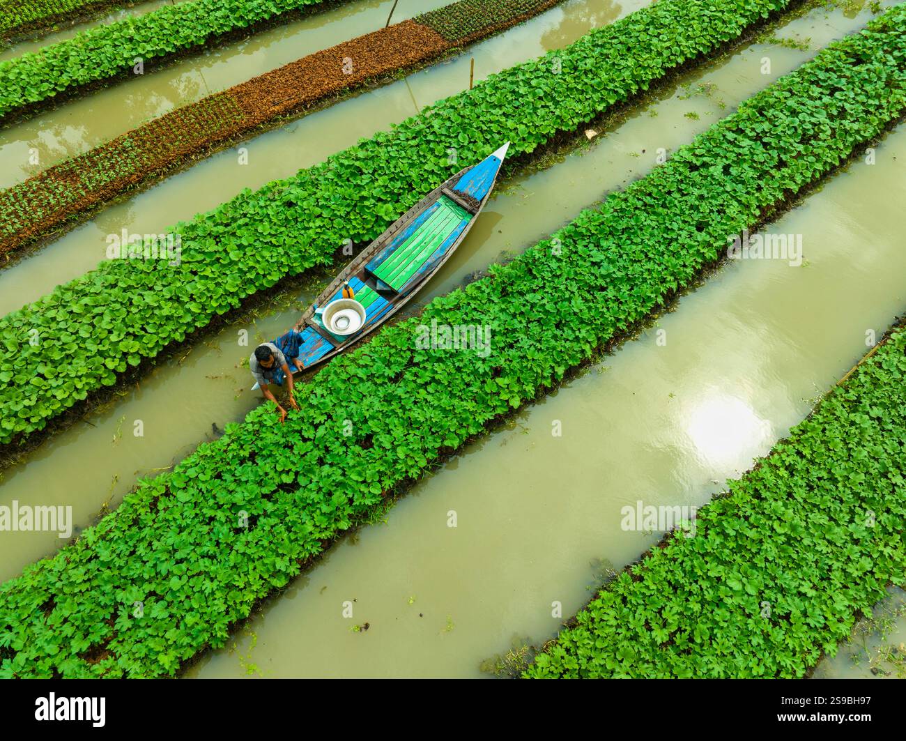 Aerial view of traditional floating garden of vegetable, navigating the channels between them by ...