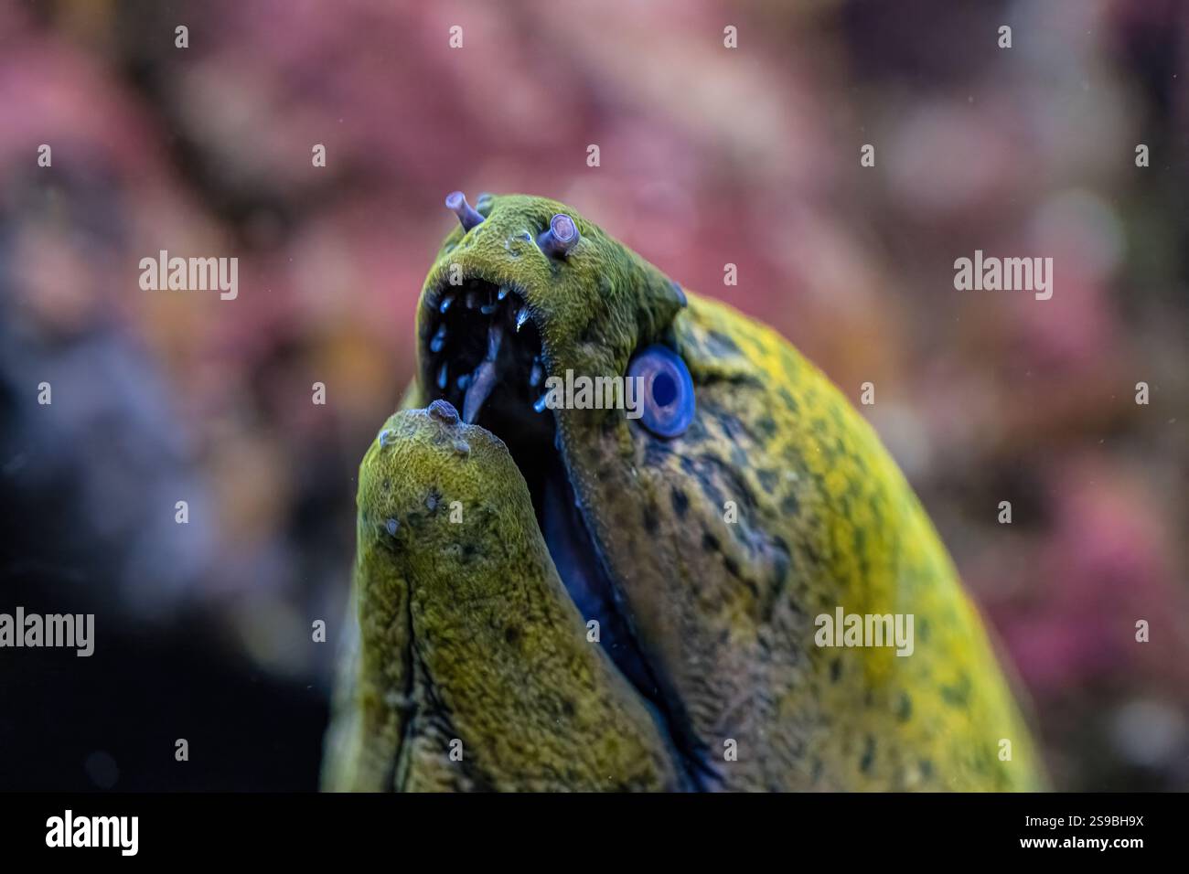 Gymnothorax javanicus, The giant moray is a species of moray eel and ...