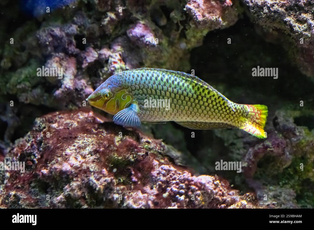 The Argus wrasse, Halichoeres argus, this species reaches a length of ...