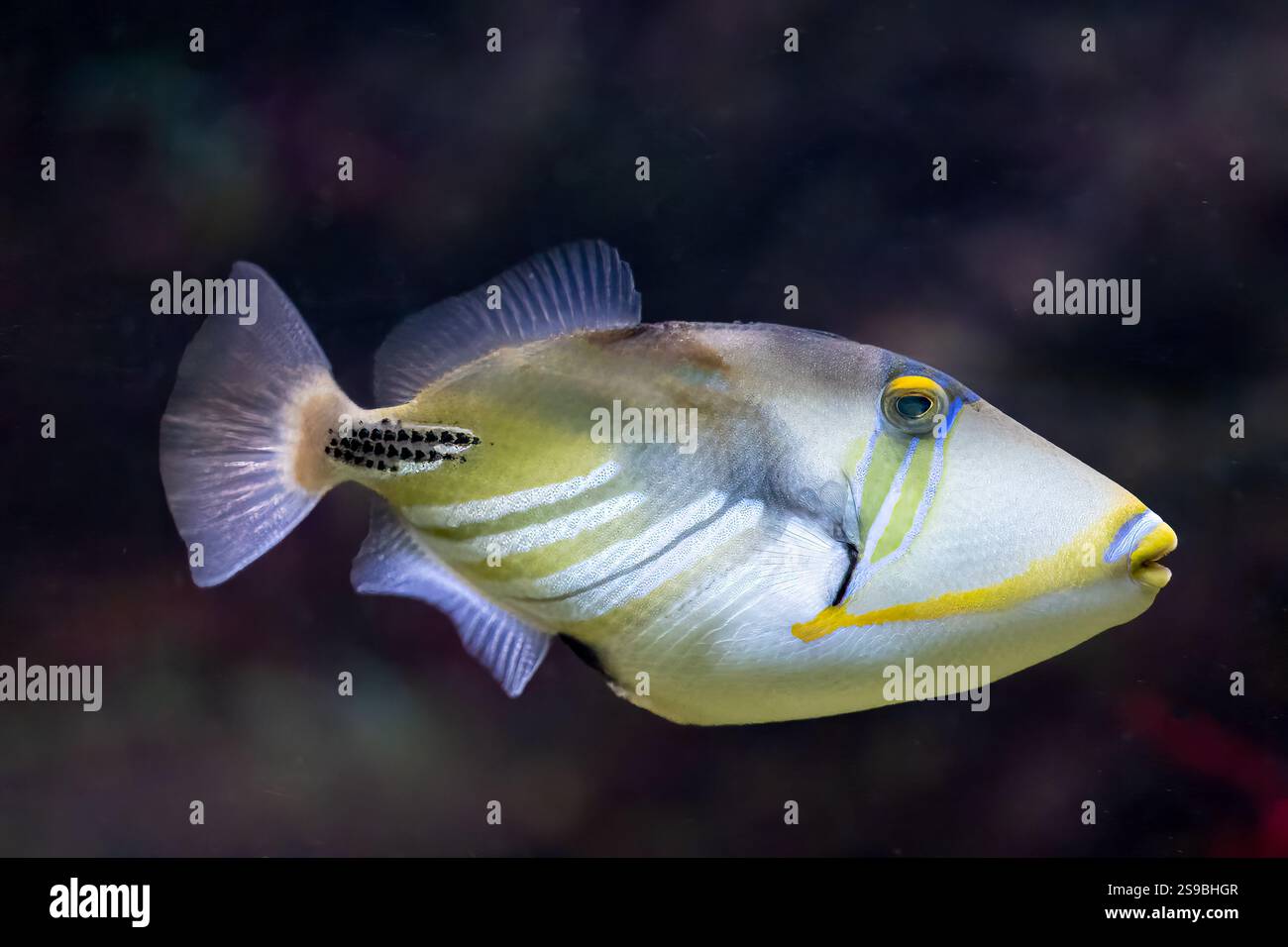 The lagoon triggerfish, Rhinecanthus aculeatus, live on flat areas of the reef Stock Photo - Alamy