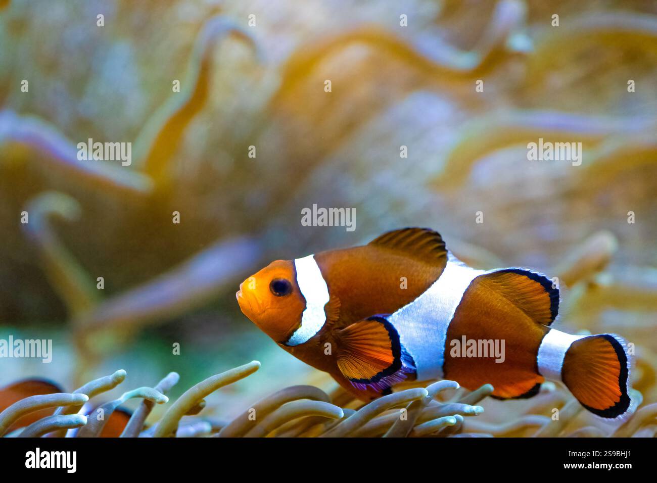 The ocellaris clownfish, Amphiprion ocellaris, the animated film ...