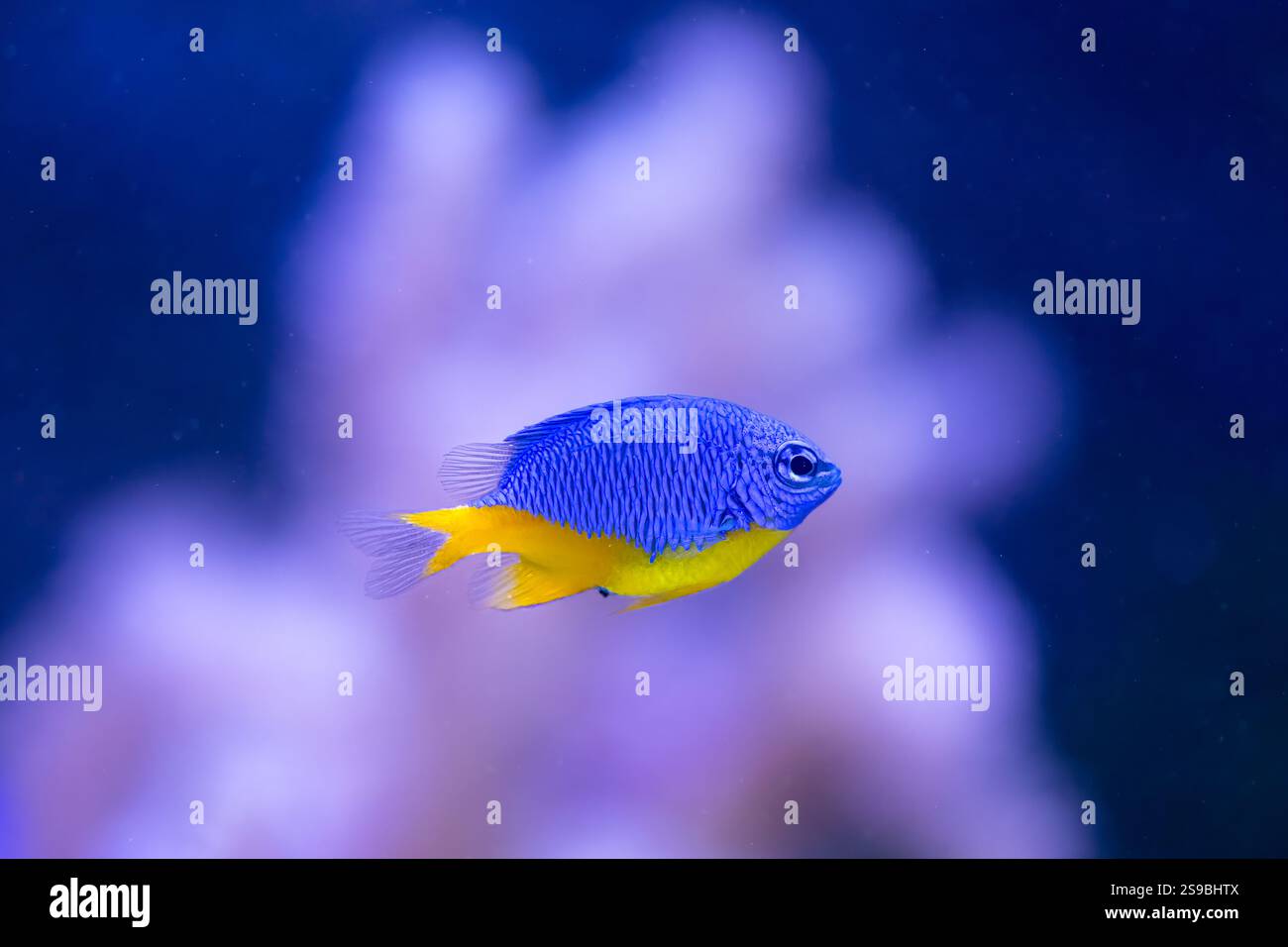 The azure damselfish, Chrysiptera hemicyanea, the fish reaches 7 ...