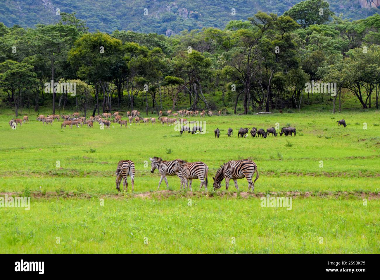 Zebras, wildebeest and eland antelopes in a nature reserve in Zimbabwe ...
