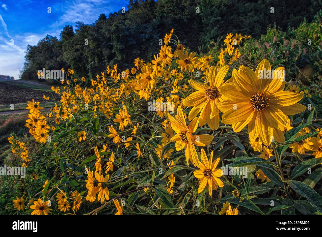 Jerusalem artichoke or topinambur (Helianthus tuberosus), Asteraceae ...