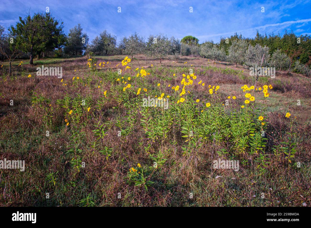 Jerusalem artichoke or topinambur (Helianthus tuberosus), Asteraceae ...