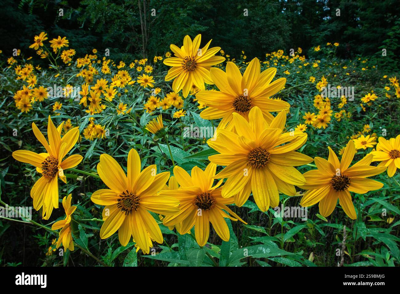 Jerusalem artichoke or topinambur (Helianthus tuberosus), Asteraceae ...