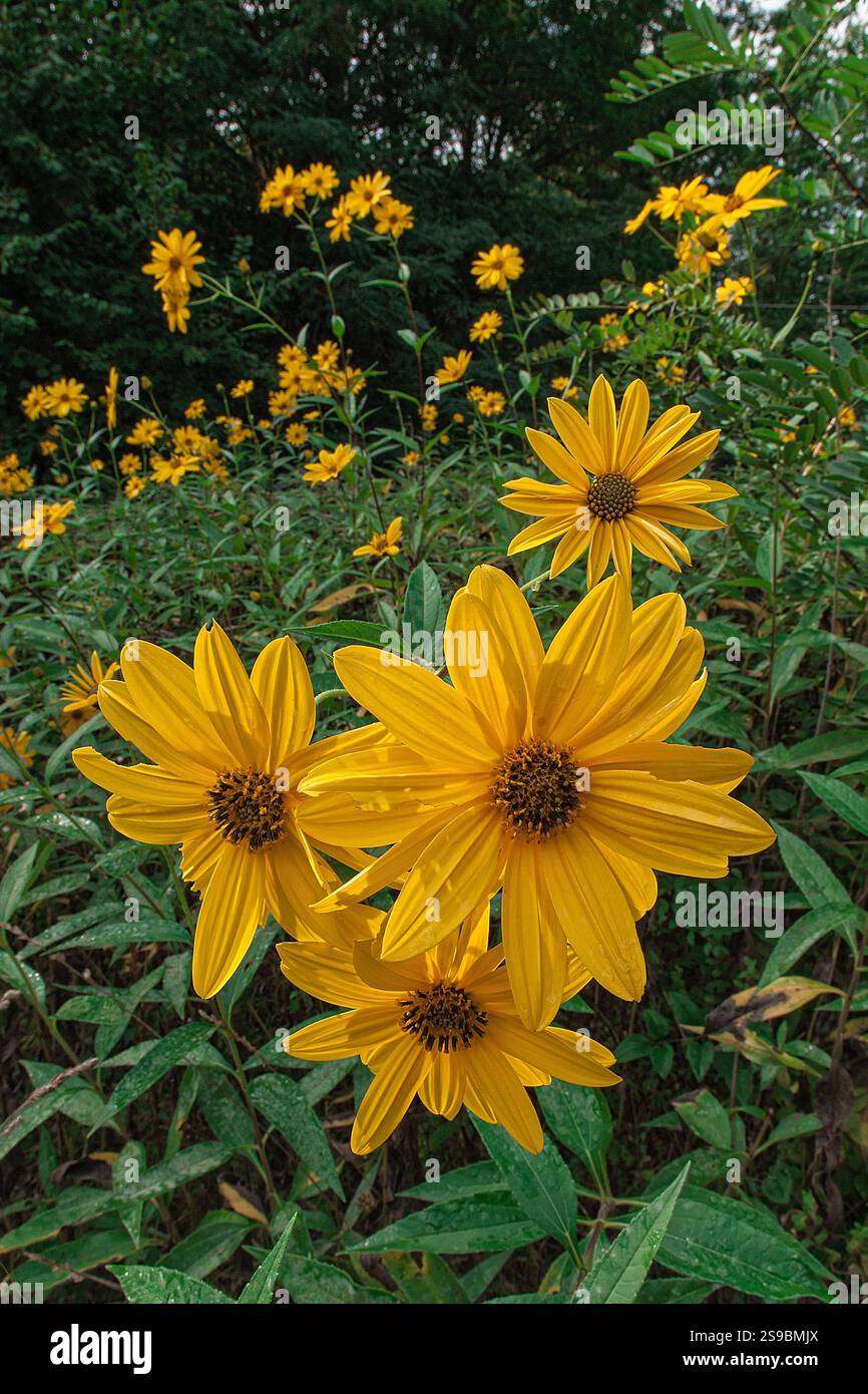 Jerusalem artichoke or topinambur (Helianthus tuberosus), Asteraceae ...