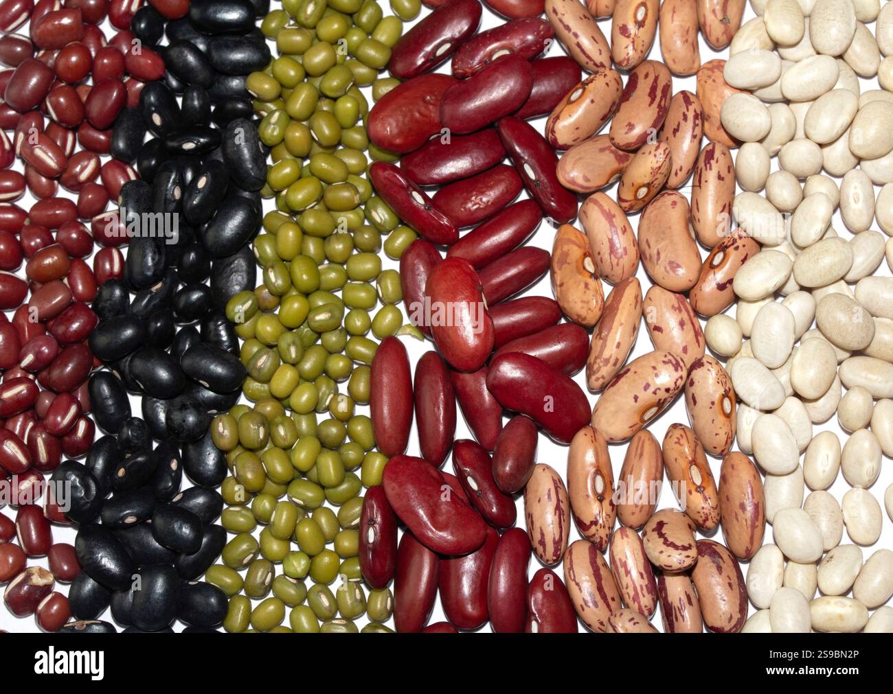 A Close Up of Dried Mixed Beans and Pulses in Lines on a White ...