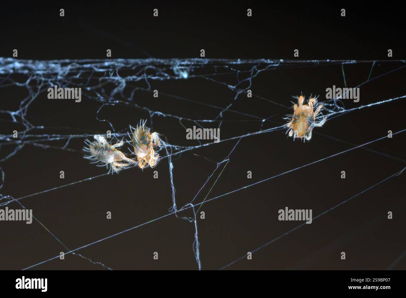 Two spotted spider mites Tetranychus urticae adults walking the web ...