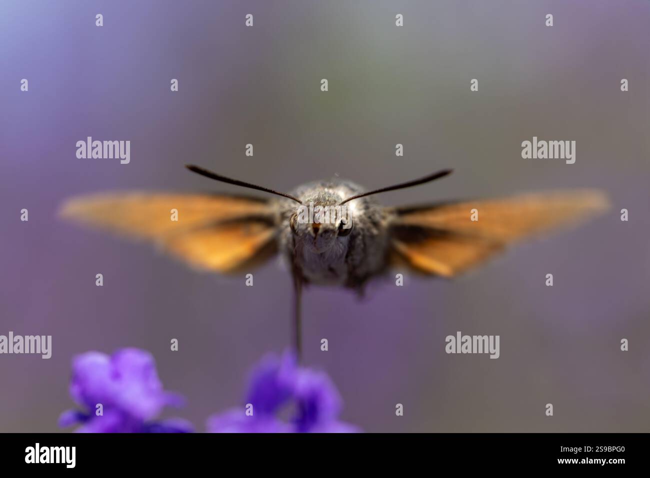 Hummingbird hawk moth feeding on the lavender Stock Photo - Alamy