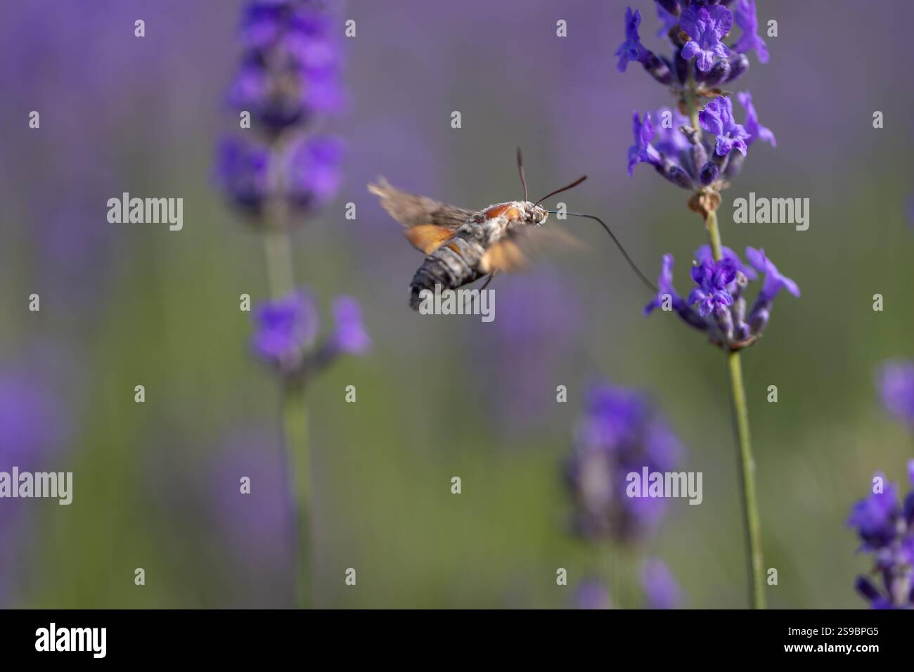 Hummingbird hawk moth feeding on the lavender Stock Photo - Alamy