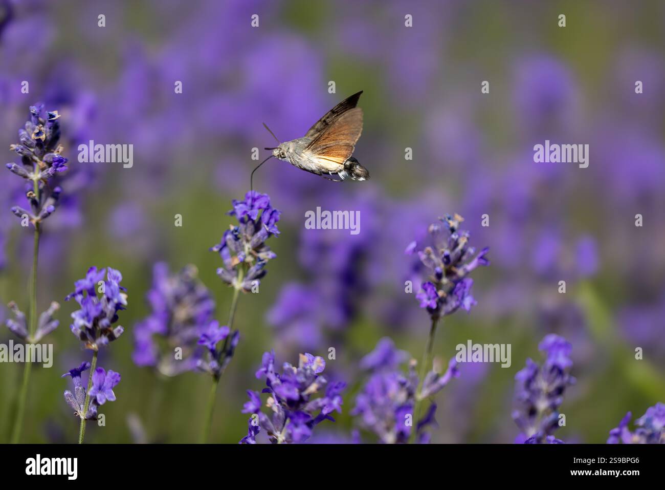 Hummingbird hawk moth feeding on the lavender Stock Photo - Alamy