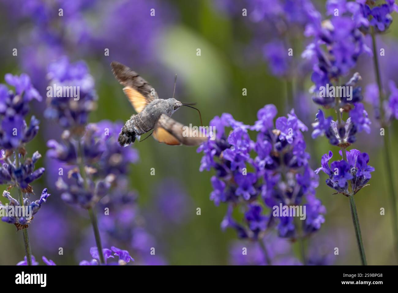 Hummingbird hawk moth feeding on the lavender Stock Photo - Alamy