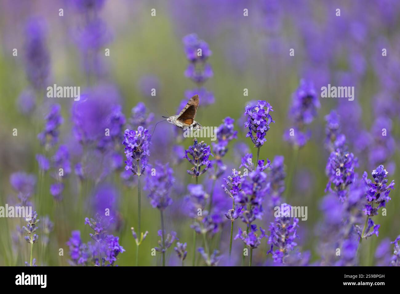 Hummingbird hawk moth feeding on the lavender Stock Photo - Alamy