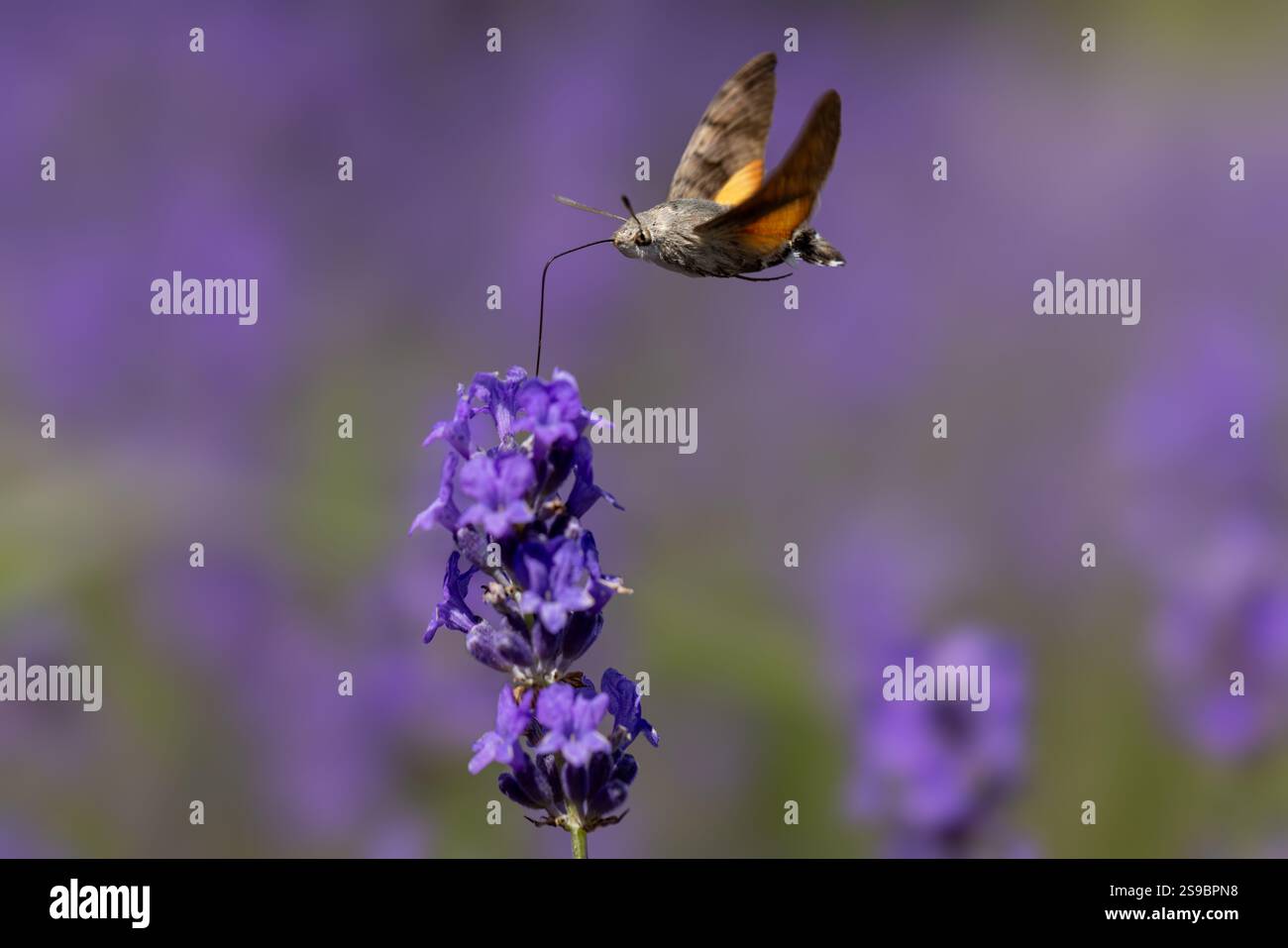 Hummingbird hawk moth feeding on the lavender Stock Photo - Alamy
