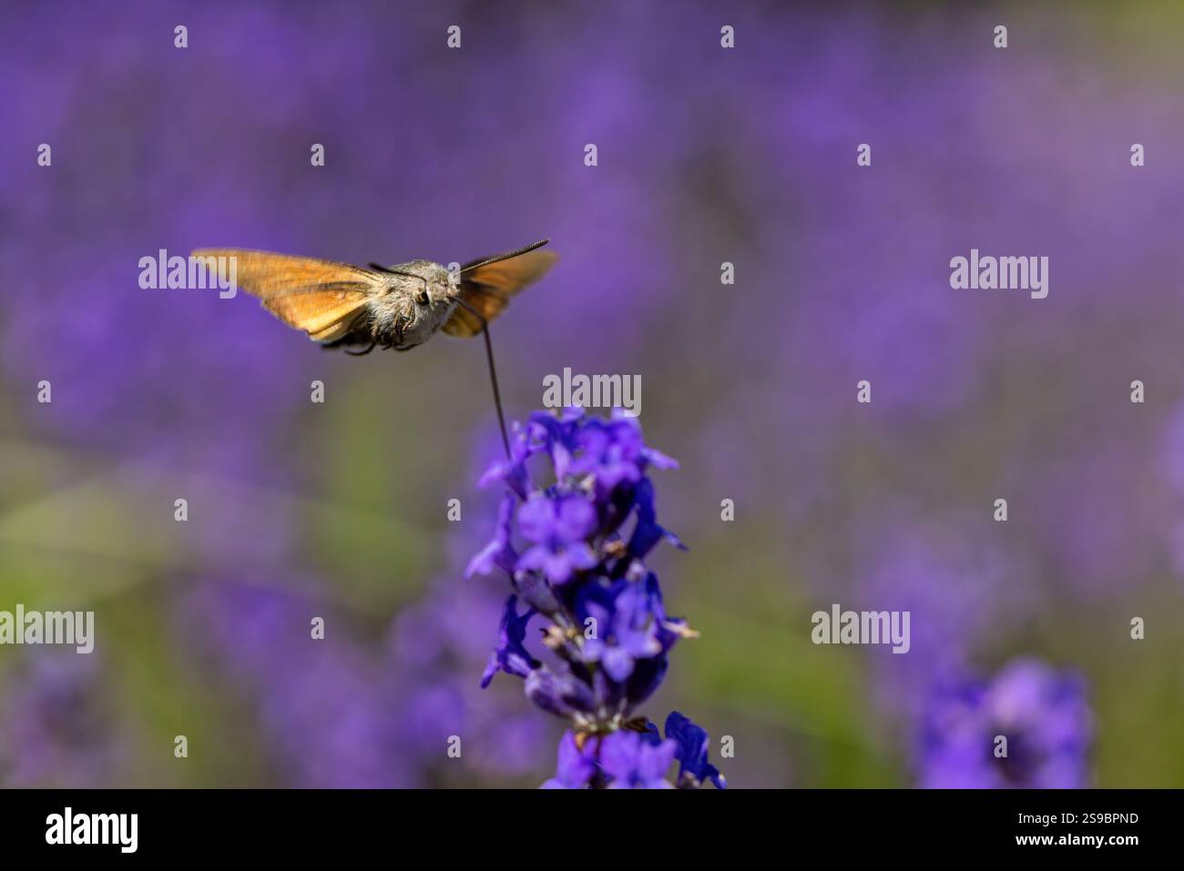 Hummingbird hawk moth feeding on the lavender Stock Photo - Alamy