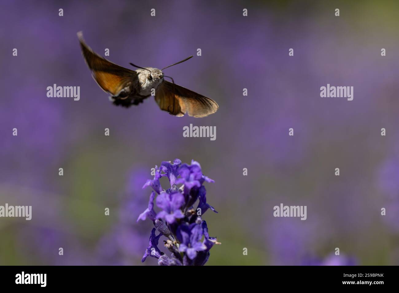 Hummingbird hawk moth feeding on the lavender Stock Photo - Alamy