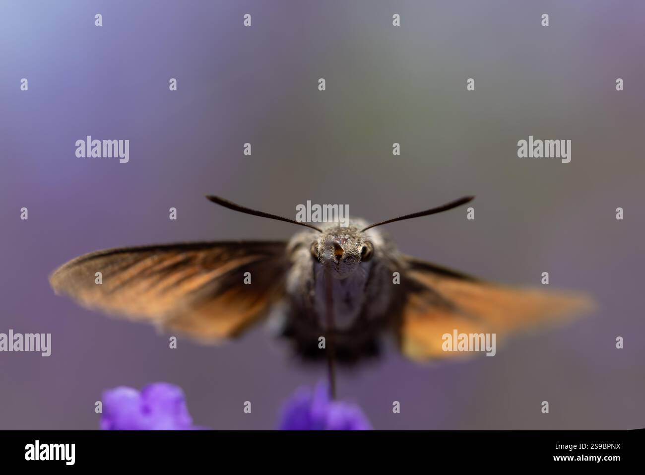 Hummingbird hawk moth feeding on the lavender Stock Photo - Alamy