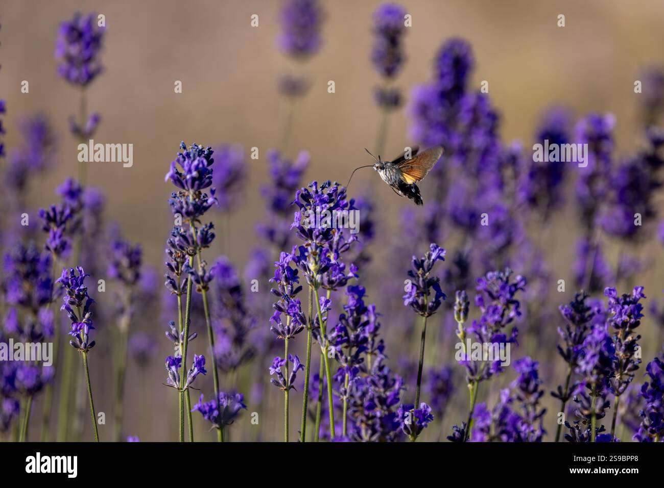 Hummingbird hawk moth feeding on the lavender Stock Photo - Alamy