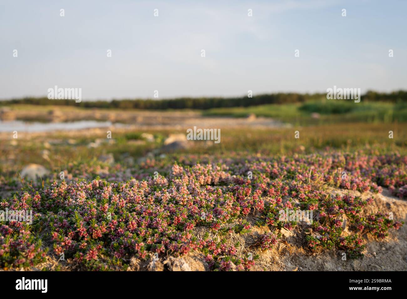 Sea milkwort (Lysimachia maritima or Glaux maritima), also known as Sea ...