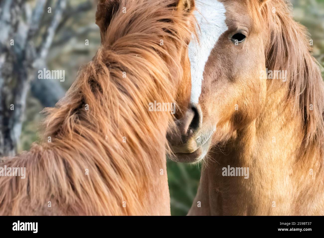 Crazy stare hi-res stock photography and images - Alamy
