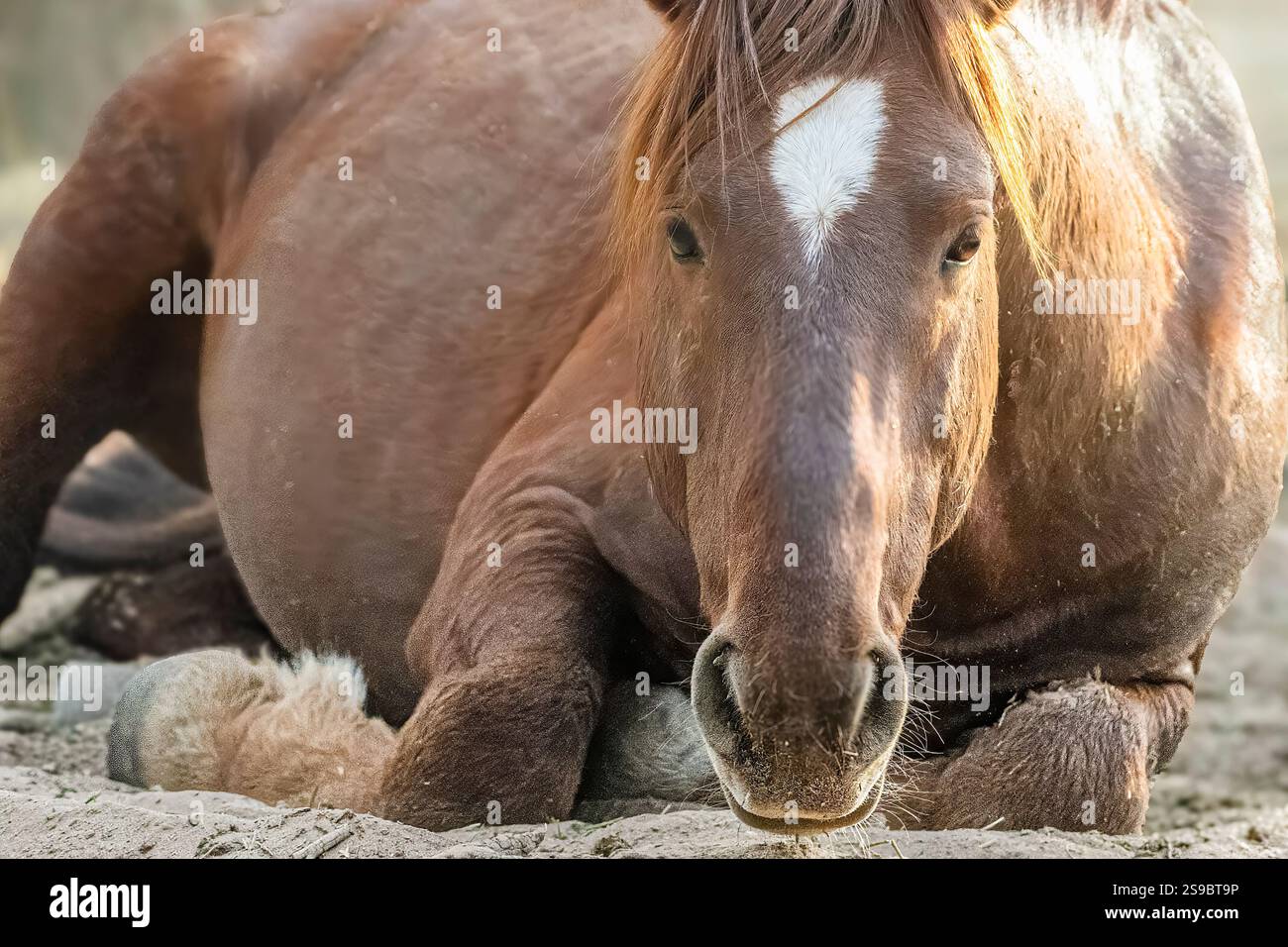 The lying lover hi-res stock photography and images - Alamy