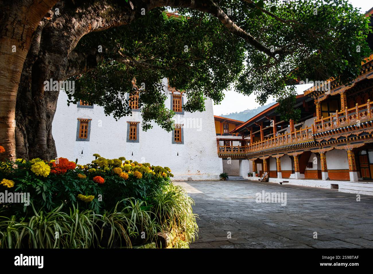 Orange and yellow marigolds growing in the shade of an old, leafy tree ...