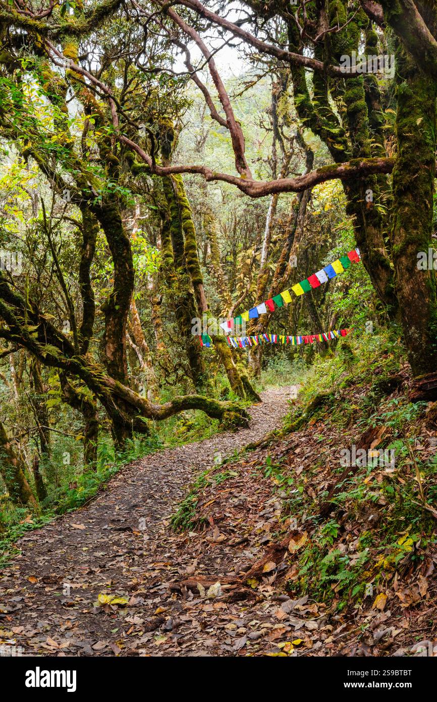 Hiking trail through beautiful mixed forest from Dochu La (Pass) to ...