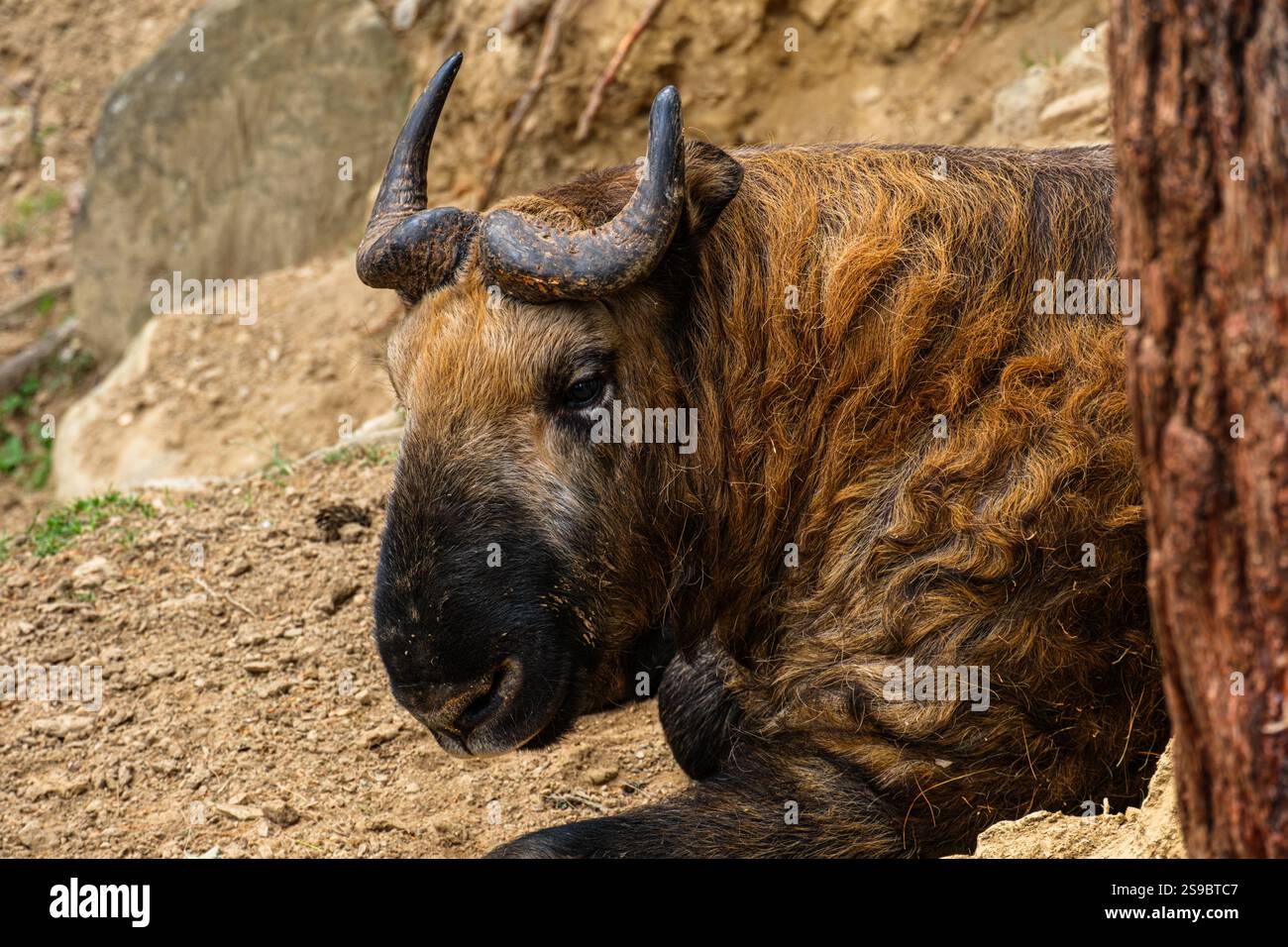 Royal takin preserve hi-res stock photography and images - Alamy