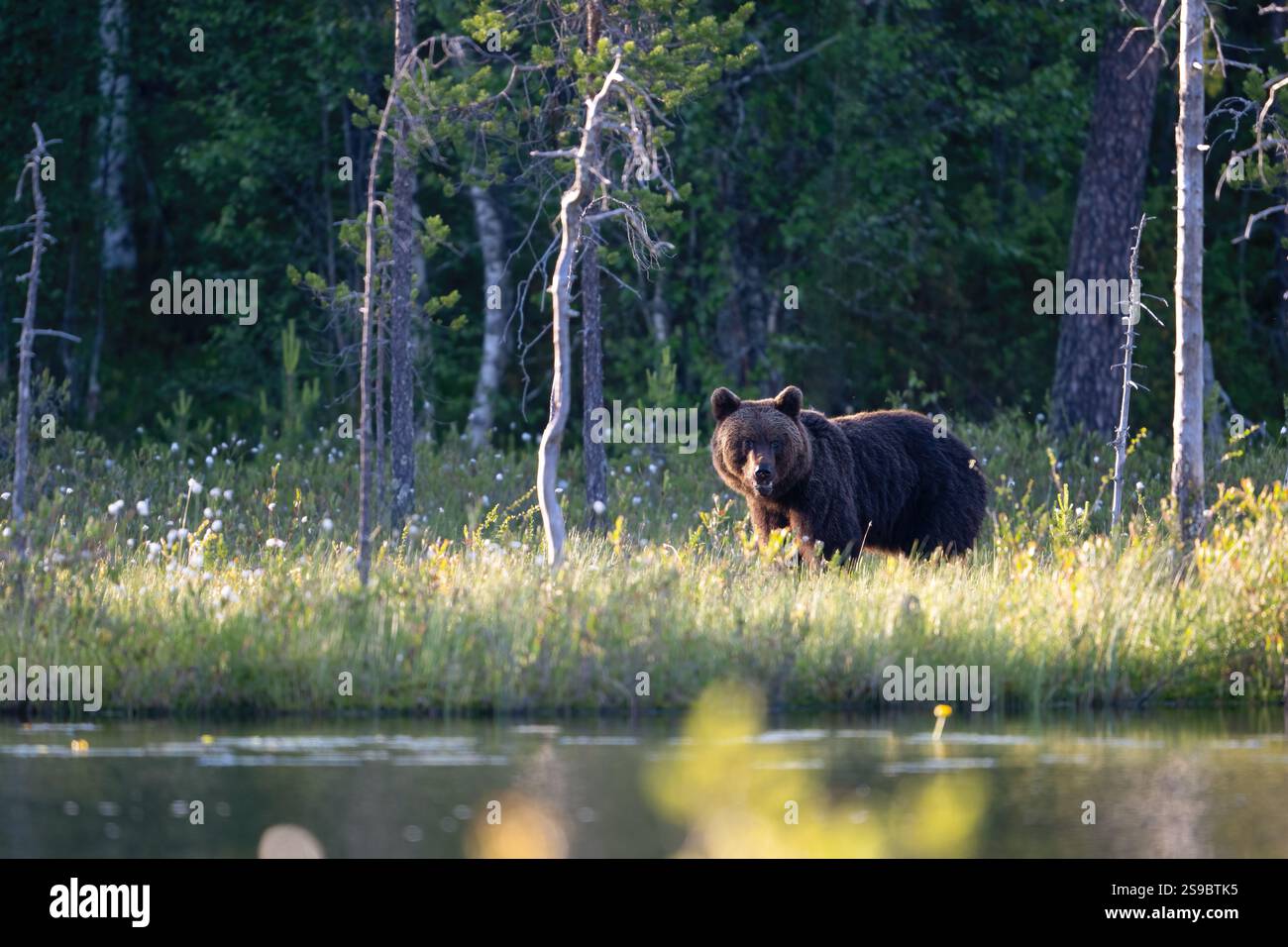 Face to face with brown bear in taiga Stock Photo - Alamy