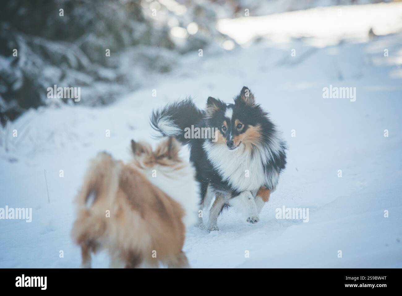 Shetland Sheepdogs playing in the snow Stock Photo - Alamy
