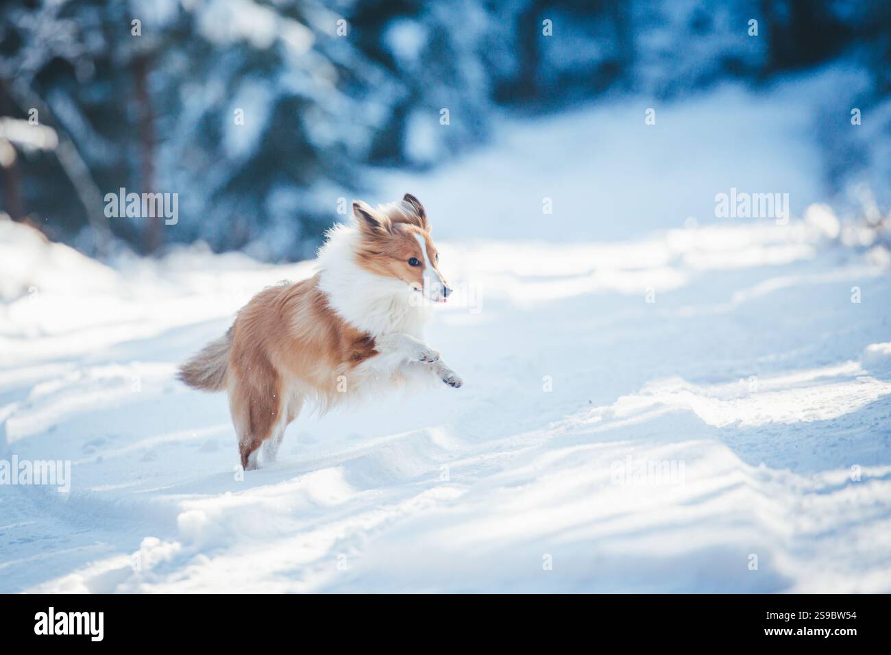 Shetland sheepdog running in snow hi-res stock photography and images ...