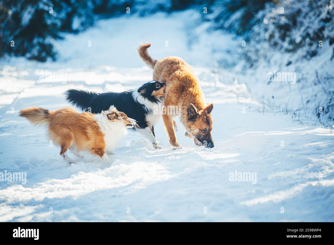 Dogs playing in the Snow (Shetland Sheepdogs and Westerwälder Kuhhund ...