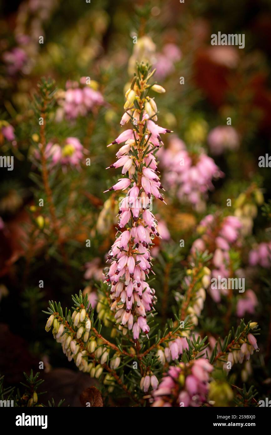 Natural close up flowering plant portrait of the pretty Erica x ...