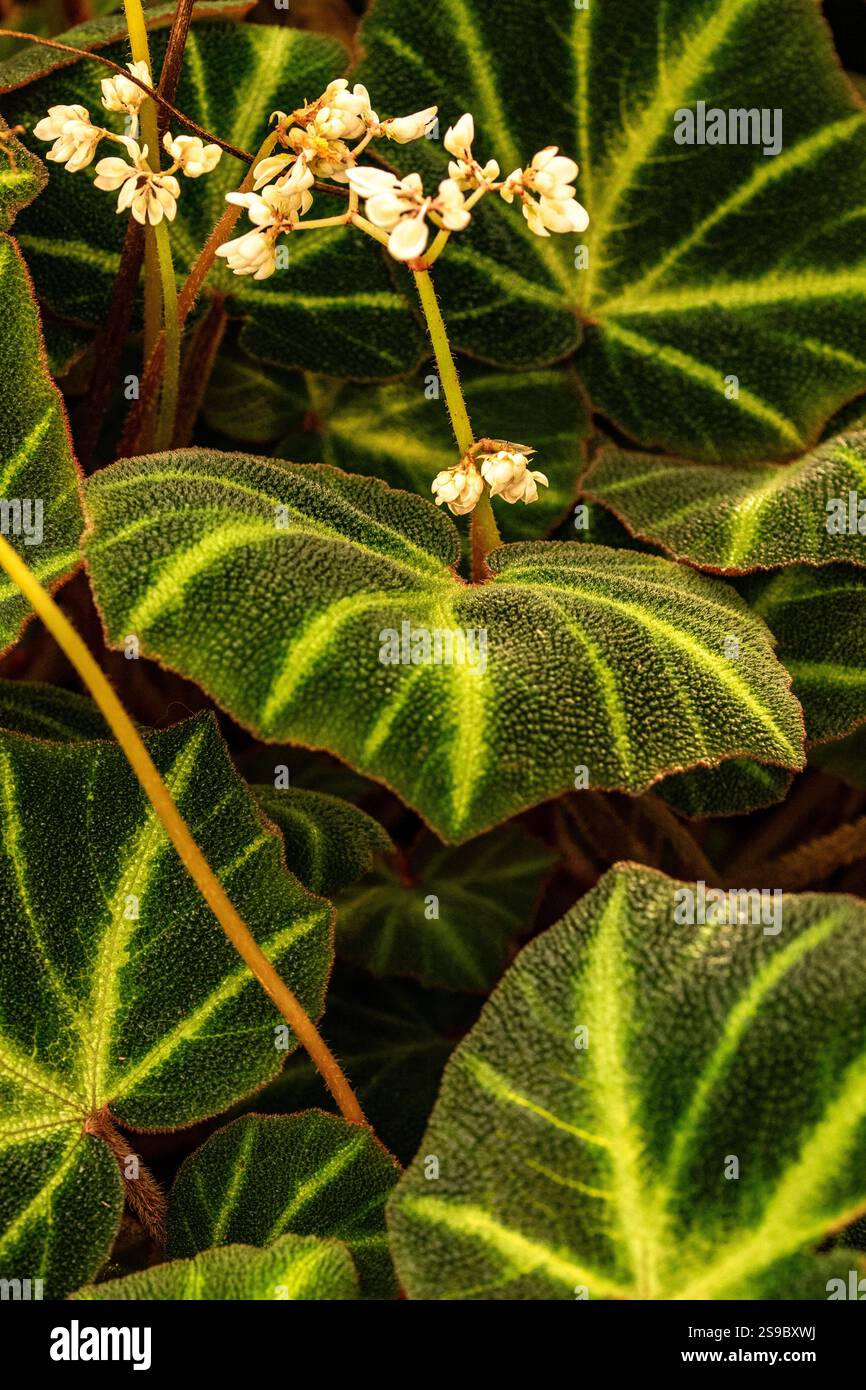 Close-up flowering plant portrait highlighting the striking natural ...