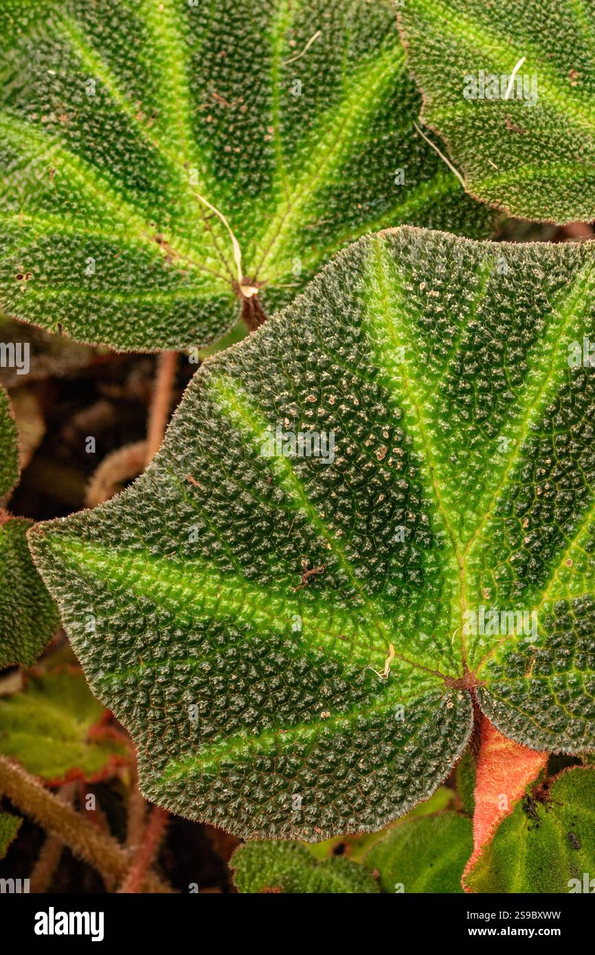 Close-up flowering plant portrait highlighting the striking natural ...