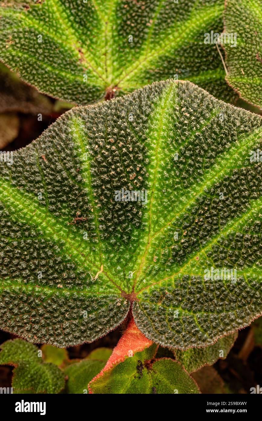 Close-up flowering plant portrait highlighting the striking natural ...
