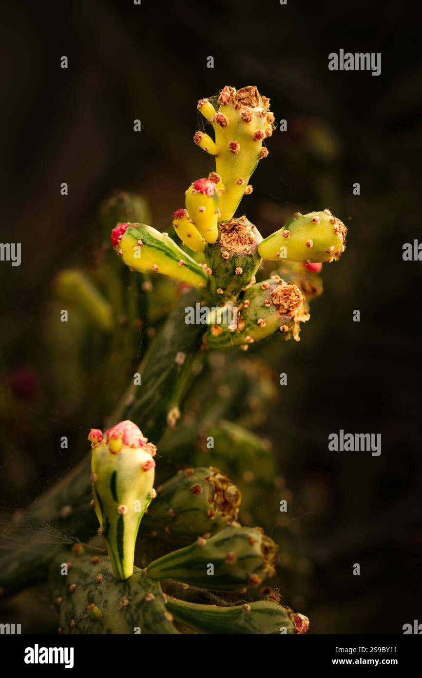 Natural close up plant portrait of the intriguing Opuntia monacantha ...