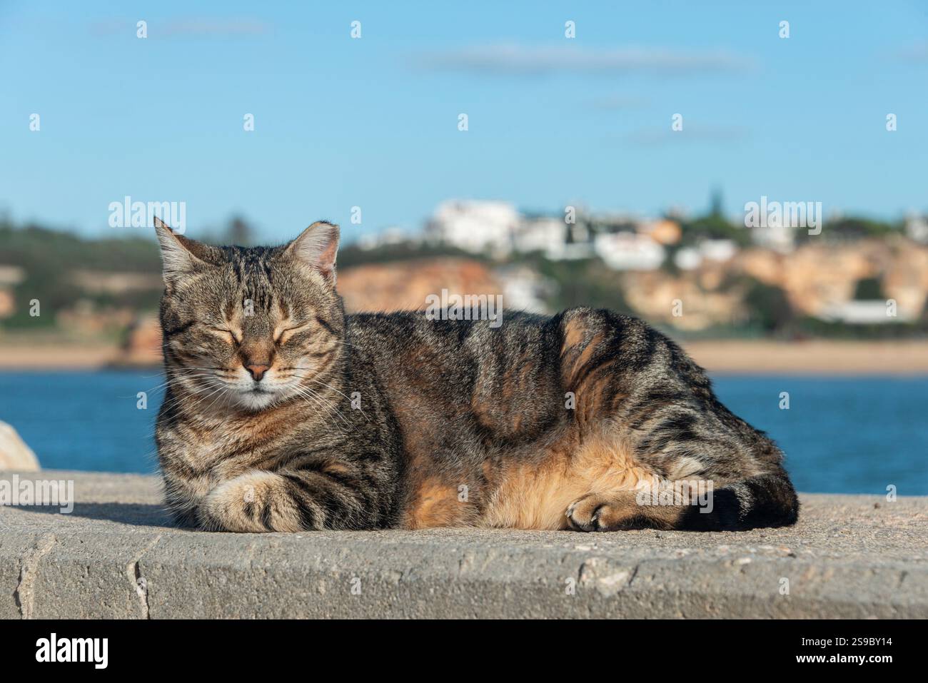 Calm cozy tabby cat hi-res stock photography and images - Alamy